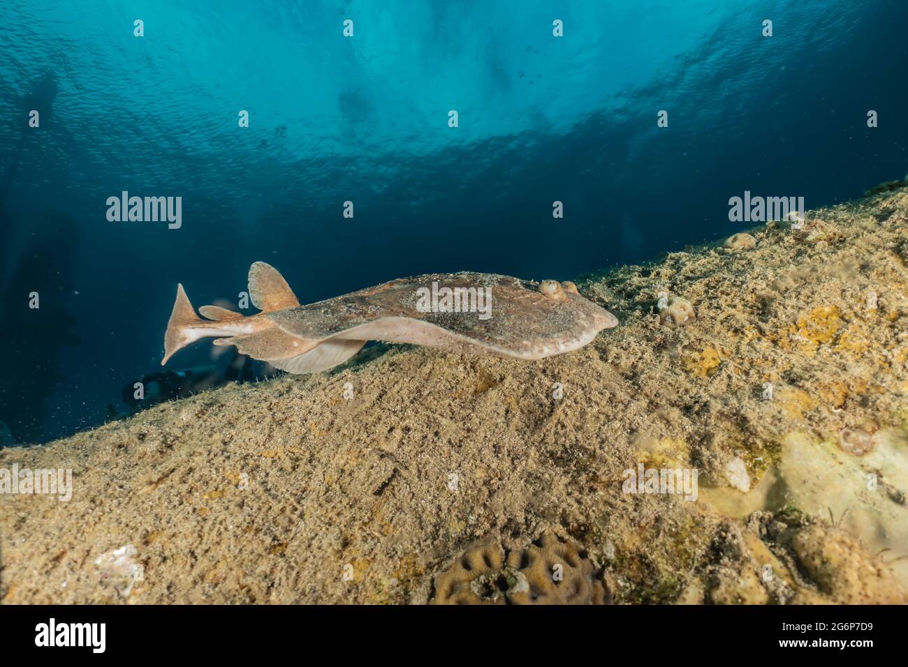 Torpedo sinuspersici On the seabed in the Red Sea, Israel Stock Photo ...