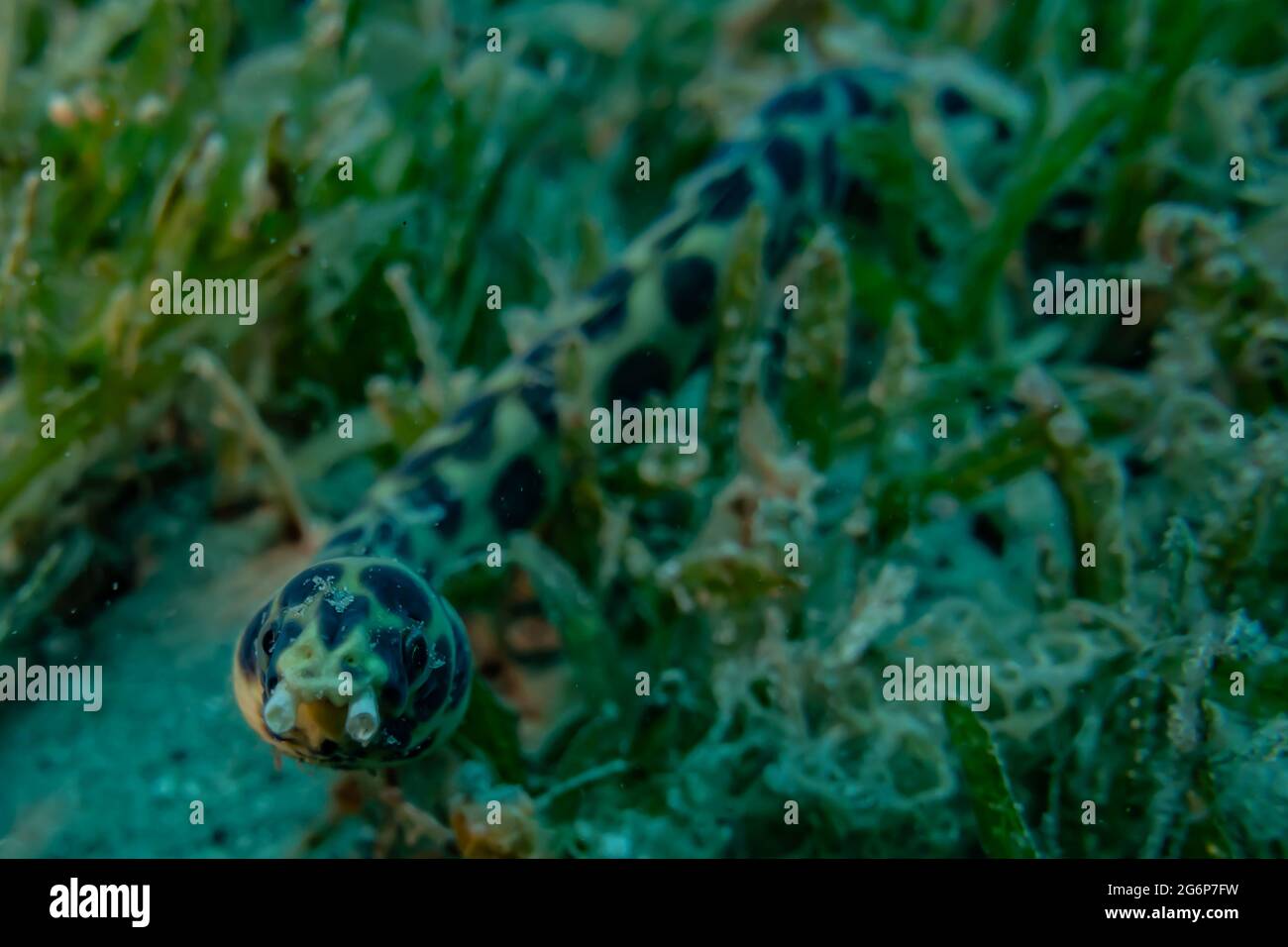 Tiger Snake Eel in the Red Sea Colorful and beautiful, Eilat Israel ...