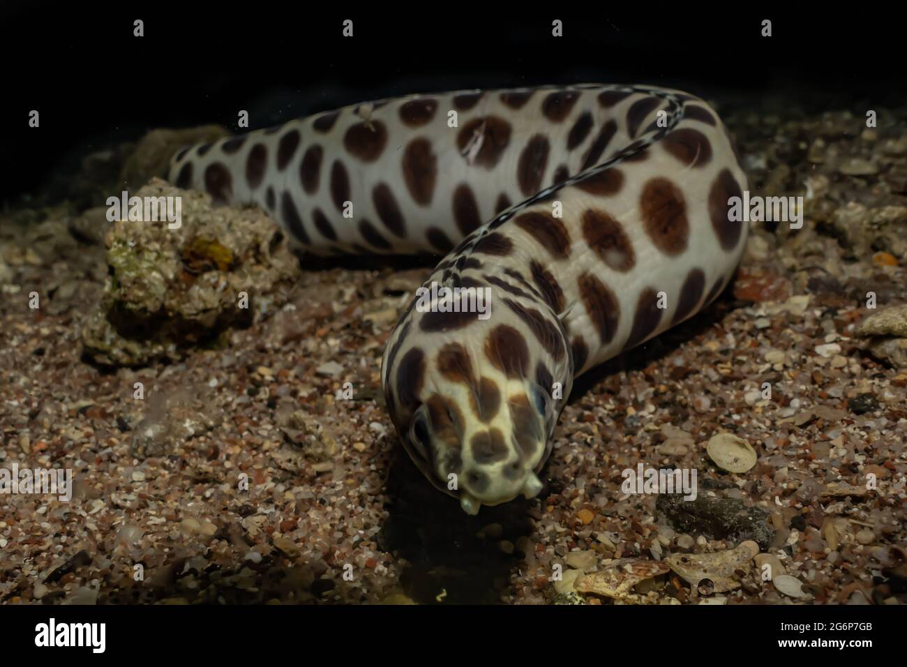 Tiger Snake Eel in the Red Sea Colorful and beautiful, Eilat Israel ...