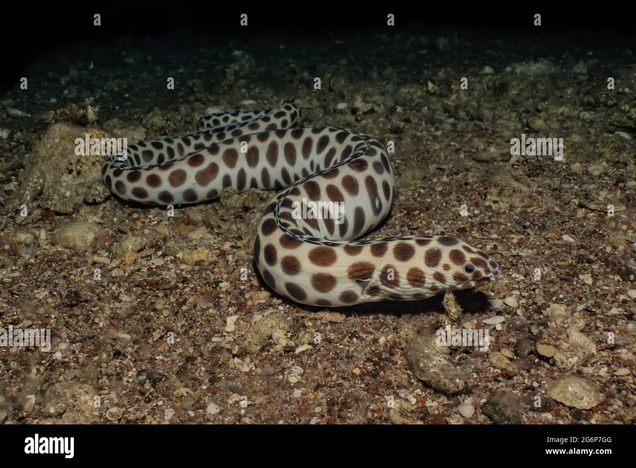 Tiger Snake Eel in the Red Sea Colorful and beautiful, Eilat Israel ...
