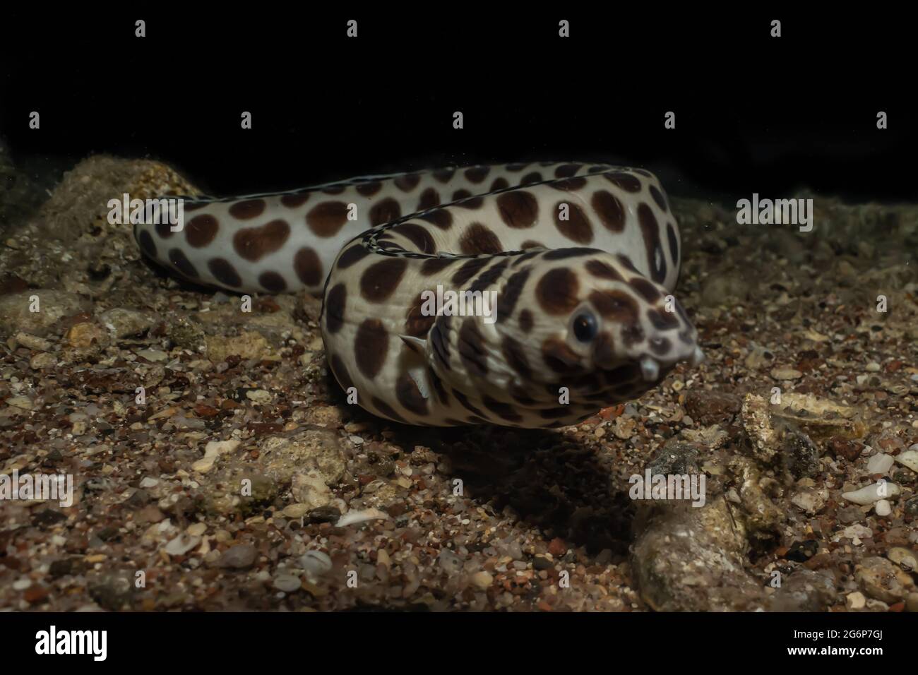 Tiger Snake Eel in the Red Sea Colorful and beautiful, Eilat Israel ...