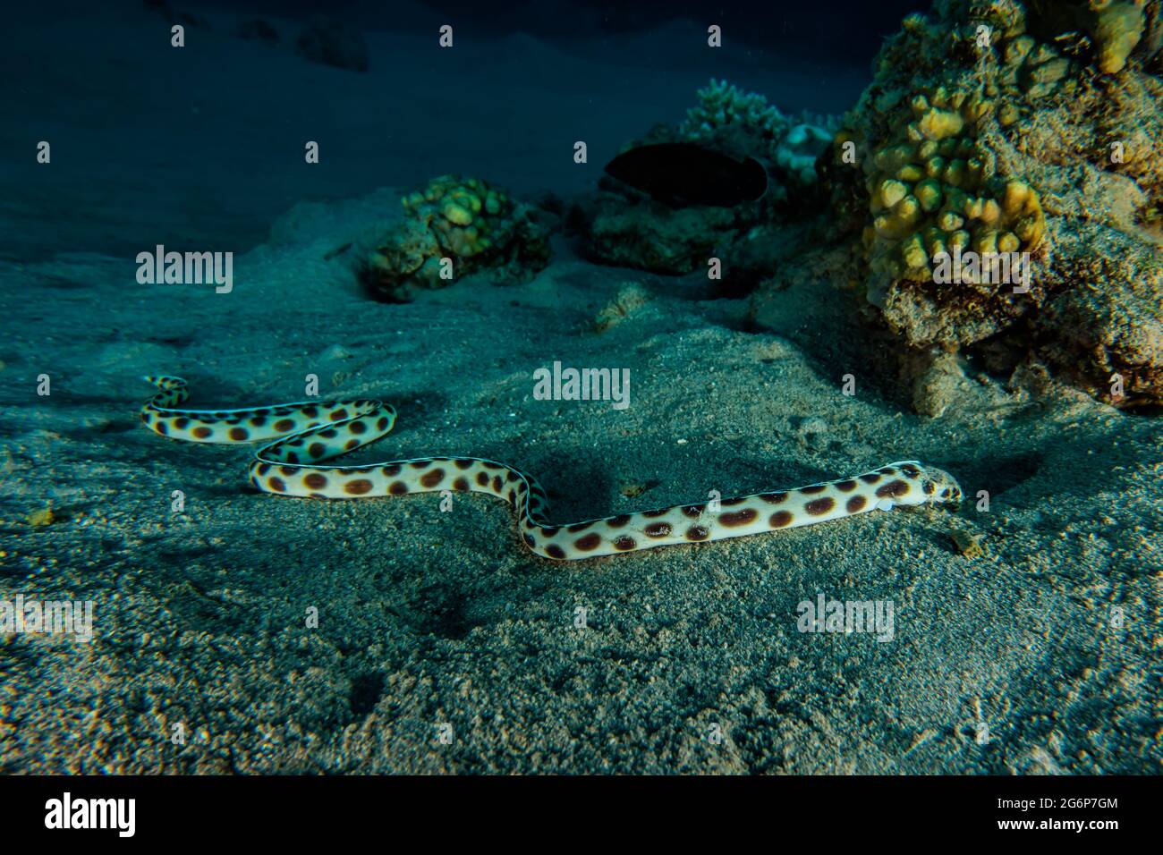 Tiger Snake Eel in the Red Sea Colorful and beautiful, Eilat Israel ...