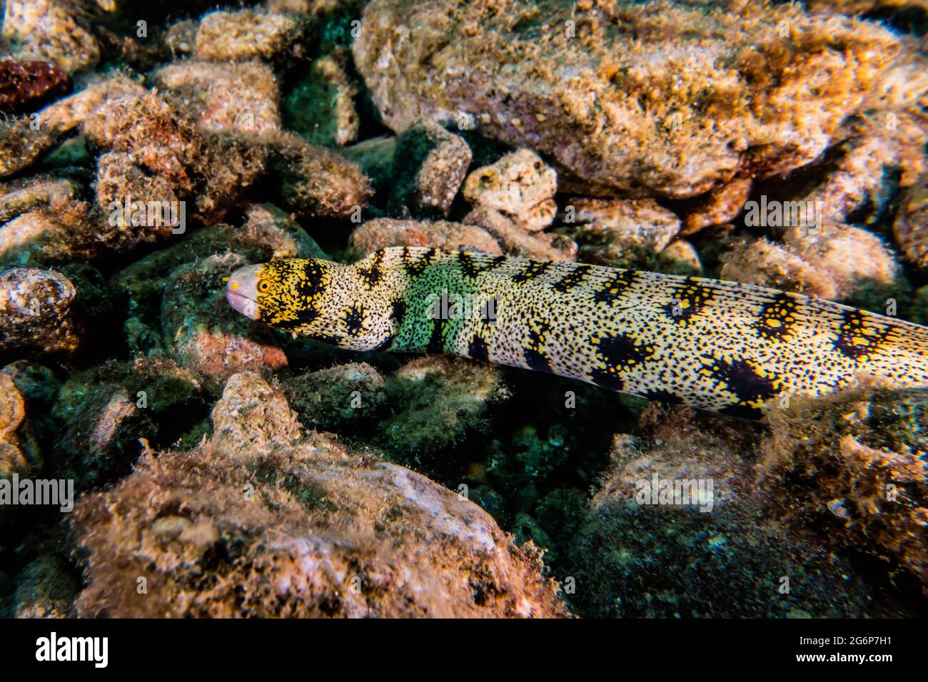 Tiger Snake Eel in the Red Sea Colorful and beautiful, Eilat Israel ...