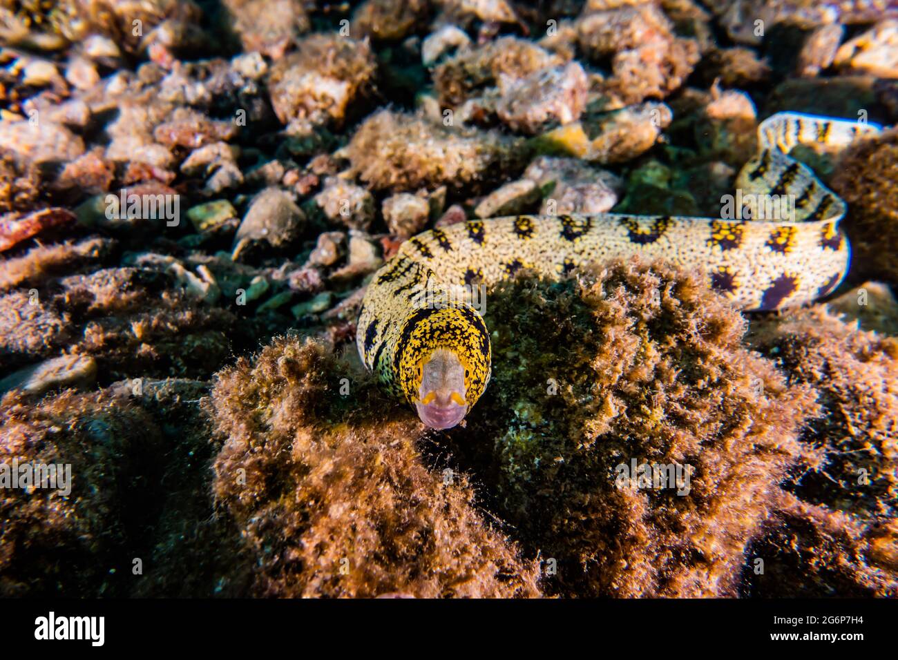 Tiger Snake Eel in the Red Sea Colorful and beautiful, Eilat Israel ...