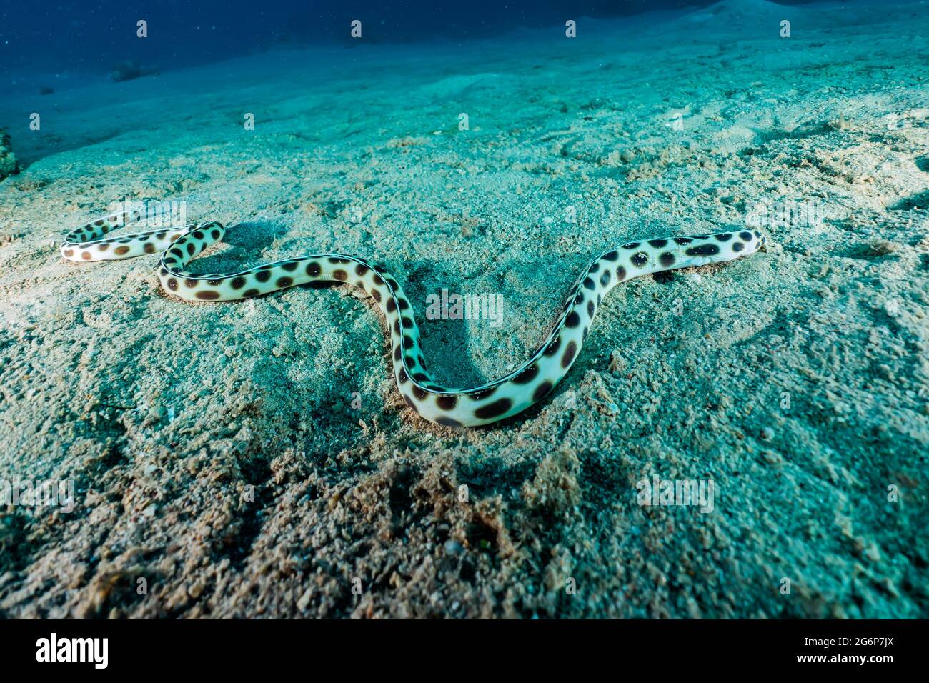 Tiger Snake Eel in the Red Sea Colorful and beautiful, Eilat Israel ...