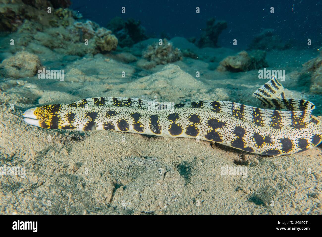 Tiger Snake Eel in the Red Sea Colorful and beautiful, Eilat Israel ...