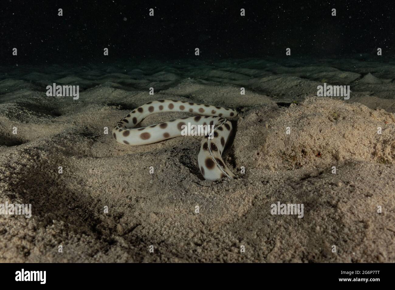 Tiger Snake Eel in the Red Sea Colorful and beautiful, Eilat Israel ...