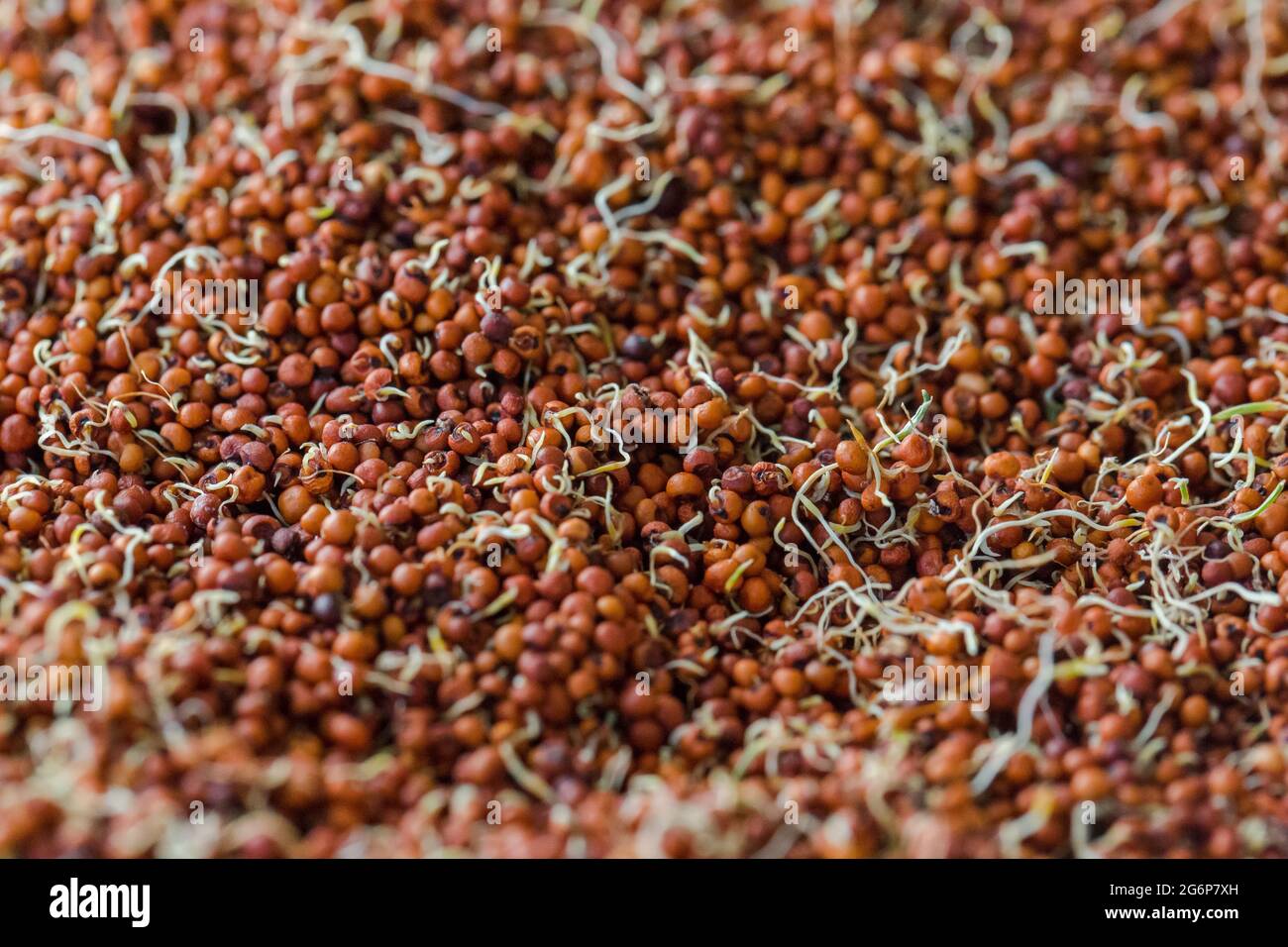 Kodo millet hi-res stock photography and images - Alamy