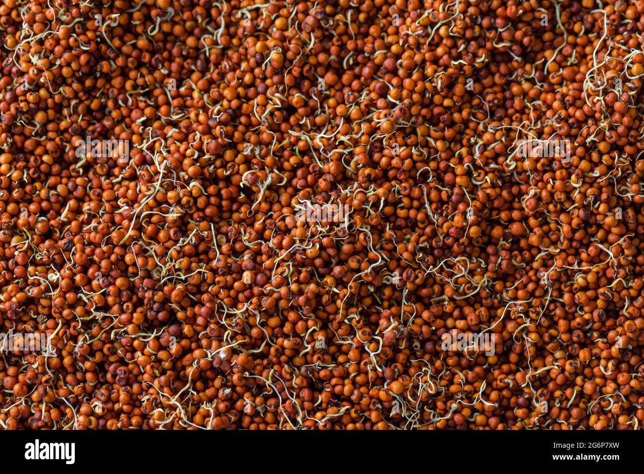 Kodo millet hi-res stock photography and images - Alamy