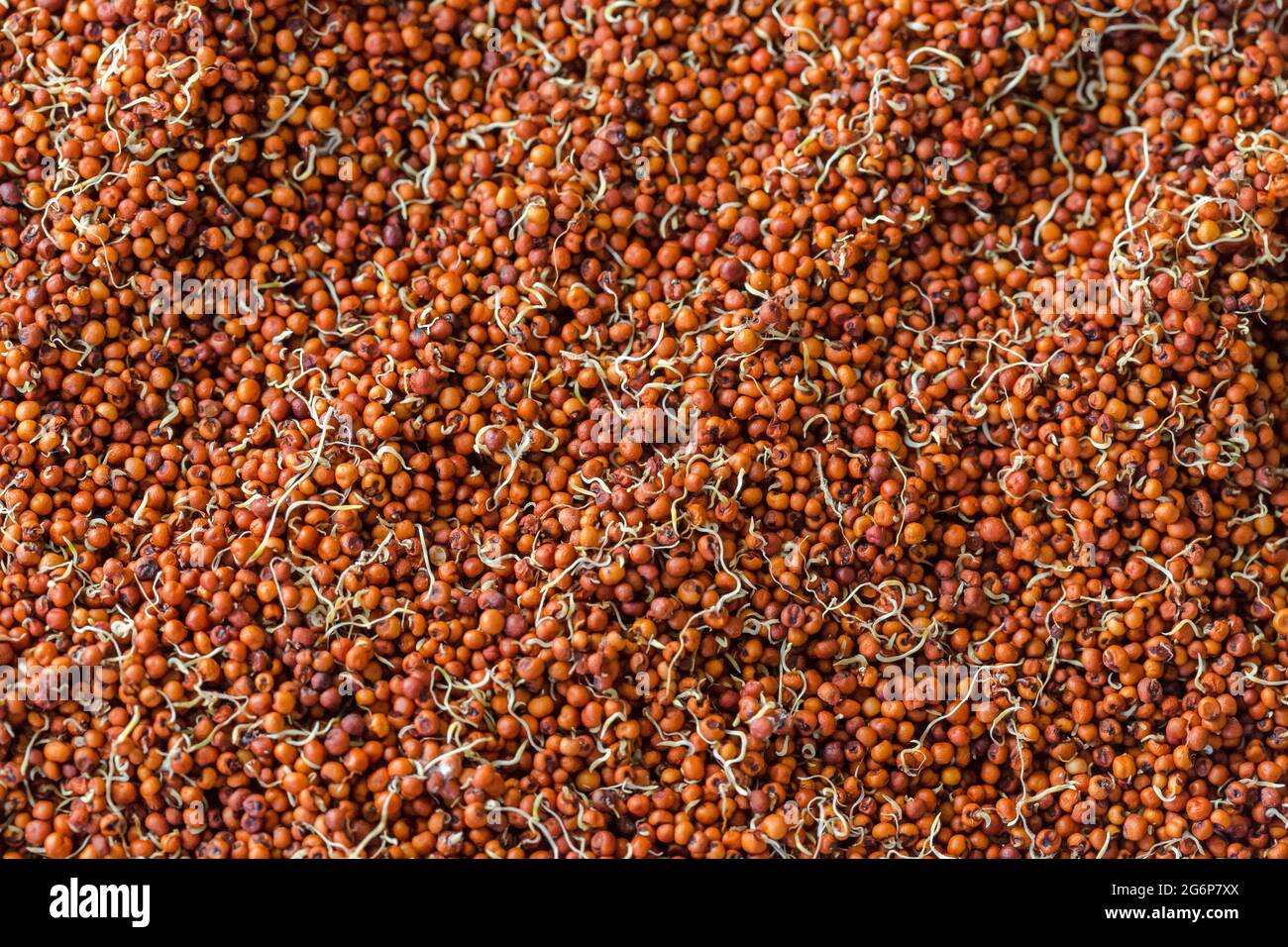 Kodo millet organic hi-res stock photography and images - Alamy