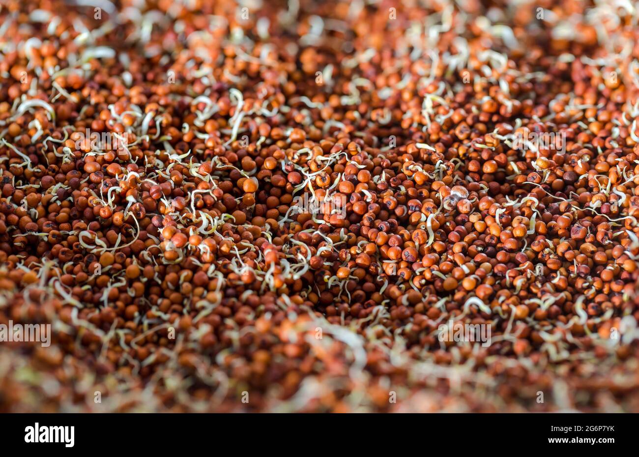 Ragi hi-res stock photography and images - Alamy