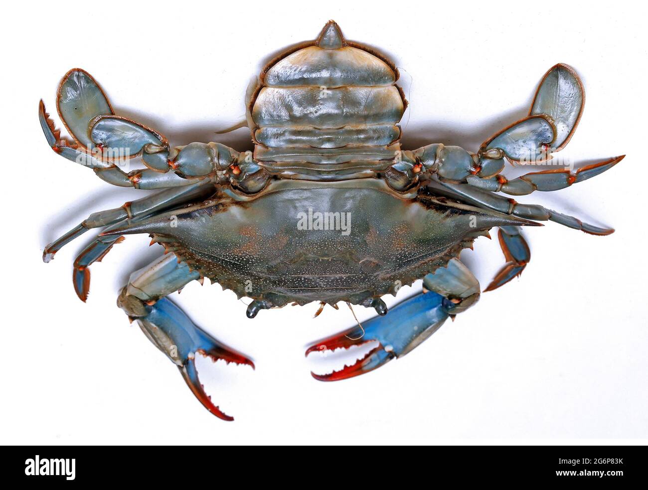Alive blue crab with open claws on dry land isolated on white ...