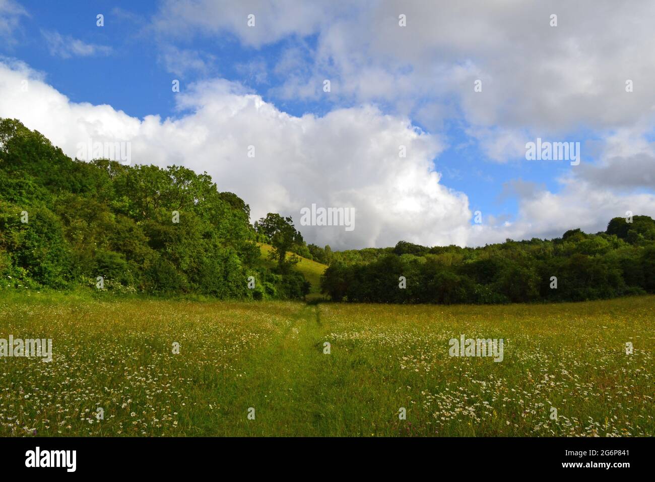 Mid summer at Magpie Bottom, Kent, a rewilded dry valley near Sevenoaks ...