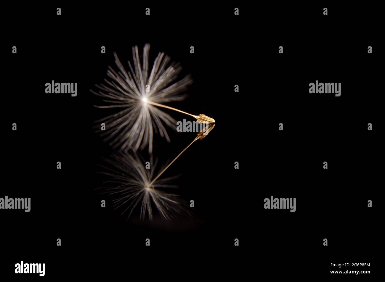 Dandelion flower pappus with dandelion seed macro close up isolated on ...