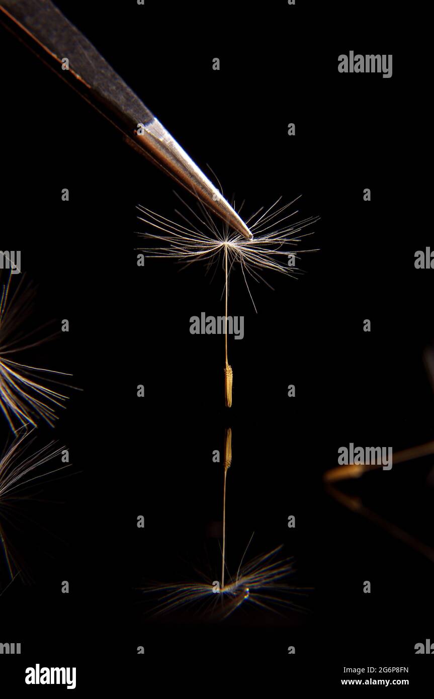 Dandelion flower pappus with dandelion seed macro close up isolated on ...