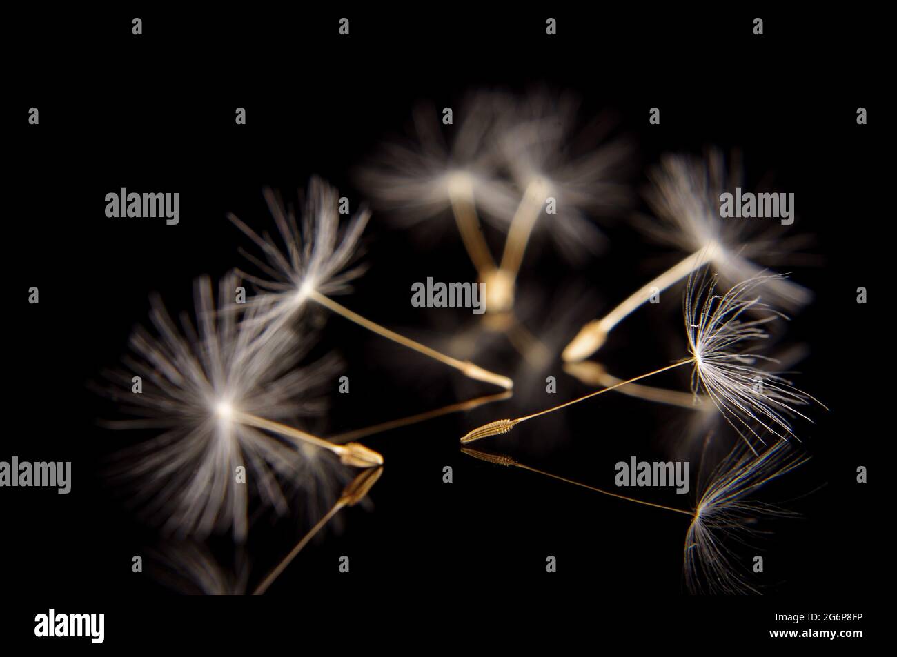 Dandelion flower pappus with dandelion seed macro close up isolated on ...