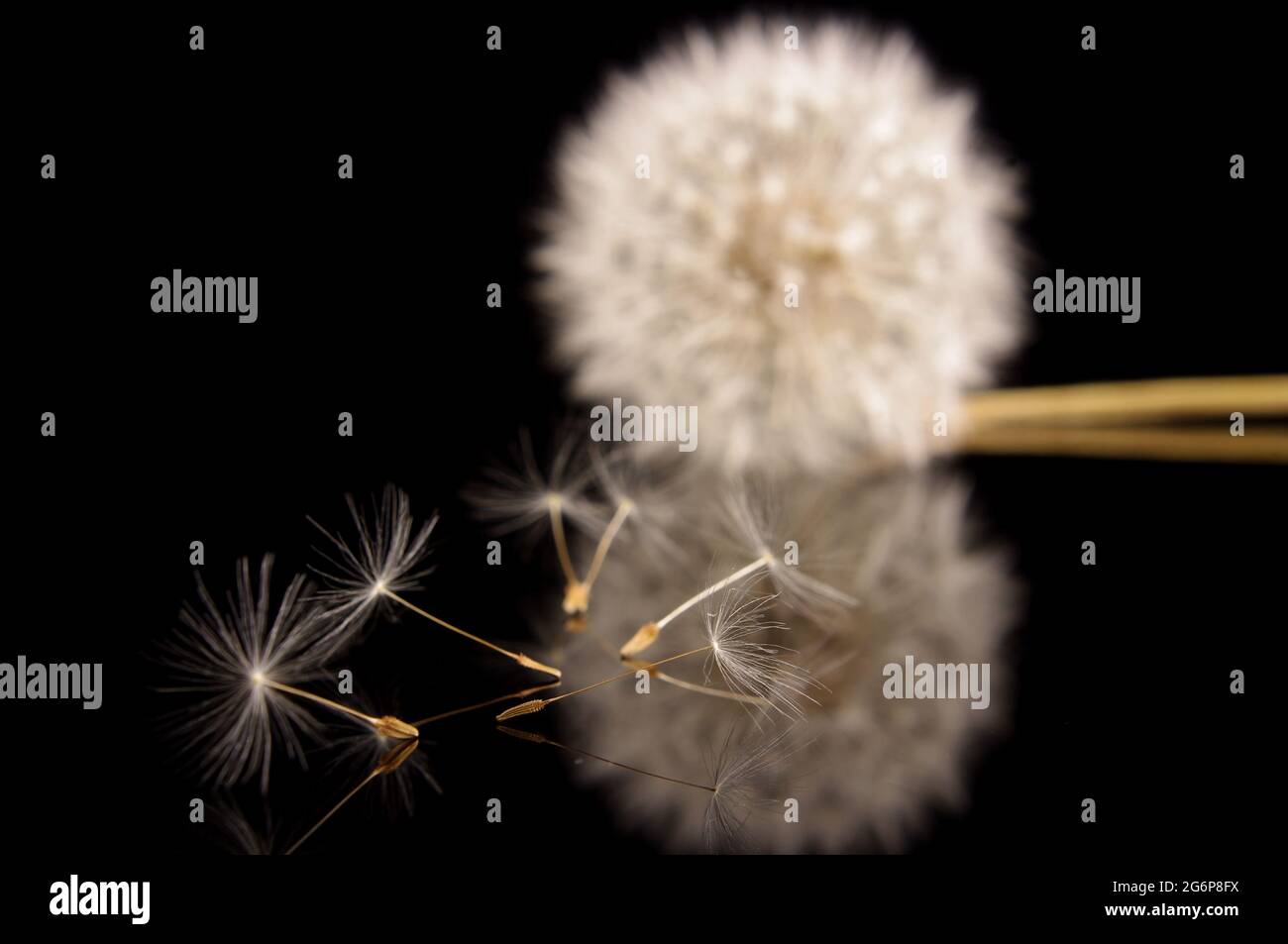 Dandelion flower pappus with dandelion seed macro close up isolated on ...