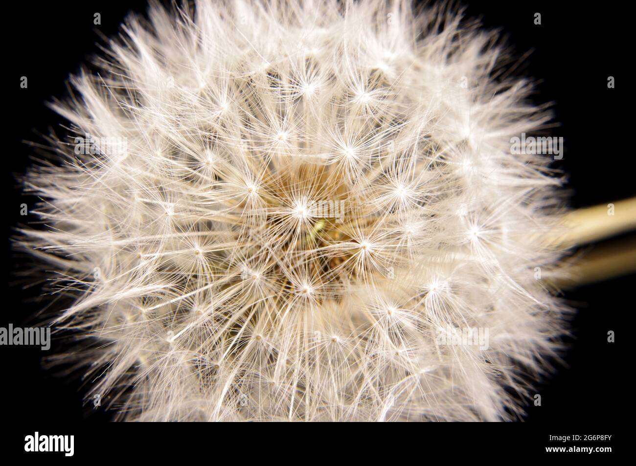 Dandelion flower pappus with dandelion seed macro close up isolated on ...