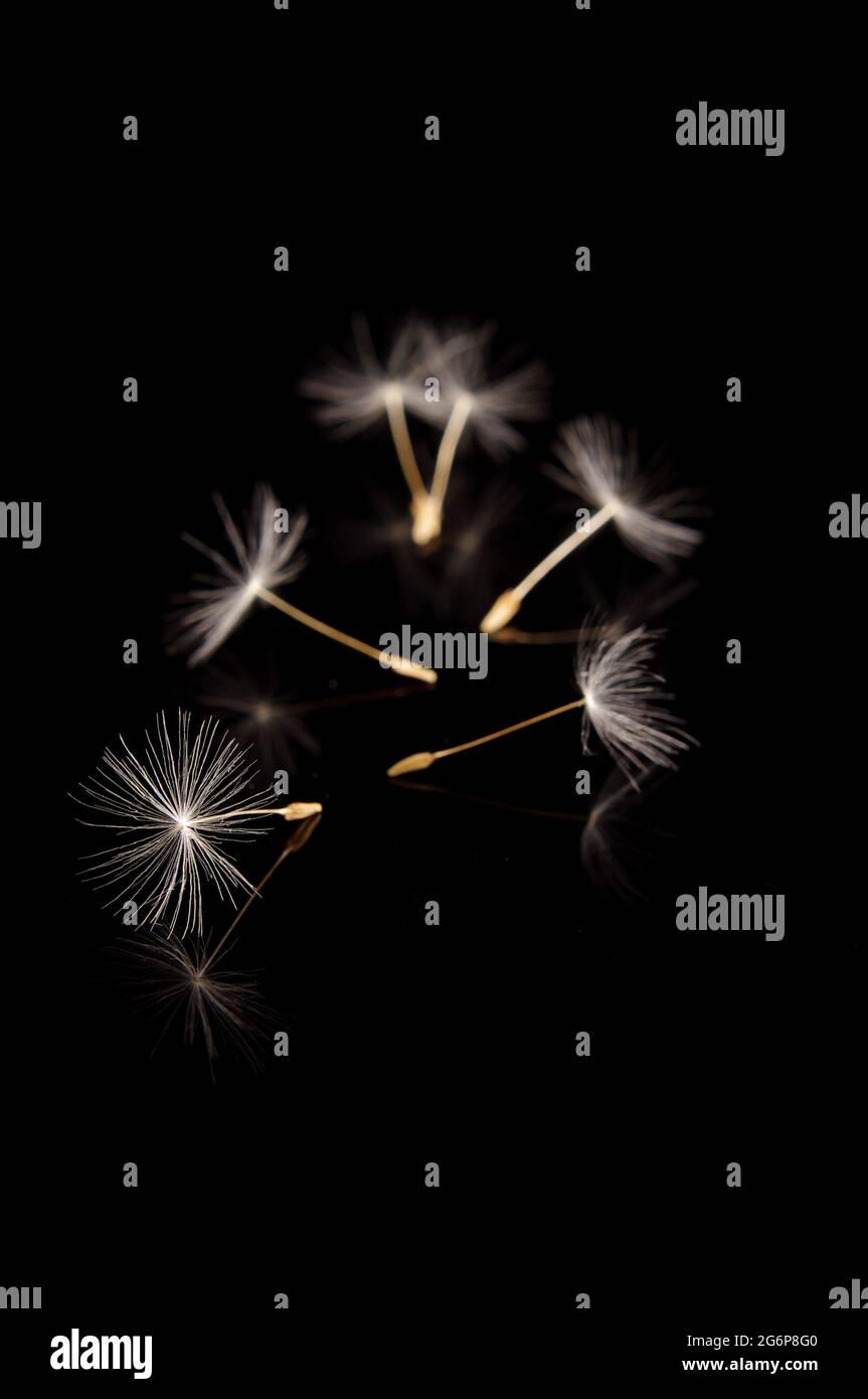 Dandelion flower pappus with dandelion seed macro close up isolated on ...