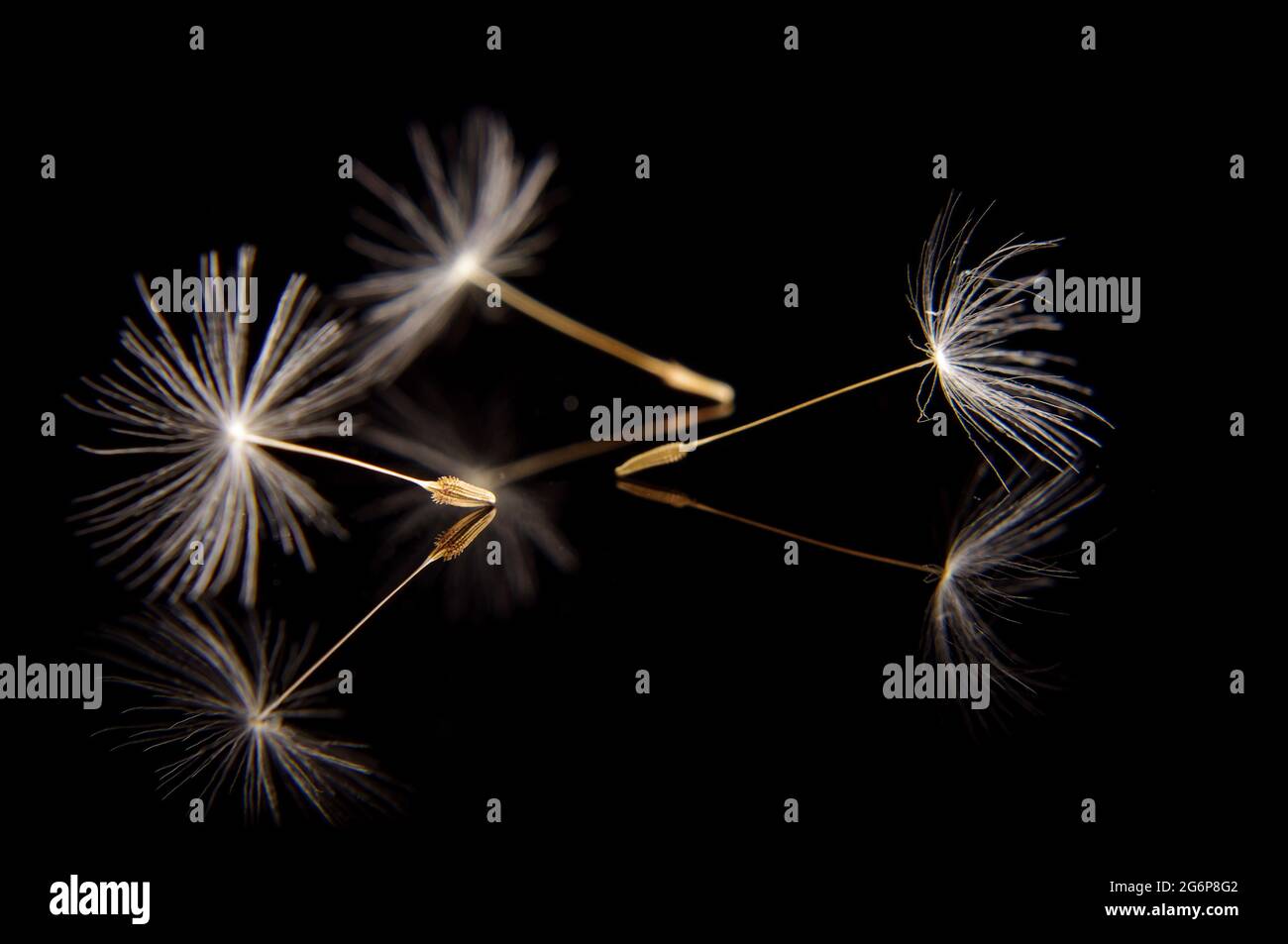 Dandelion flower pappus with dandelion seed macro close up isolated on ...
