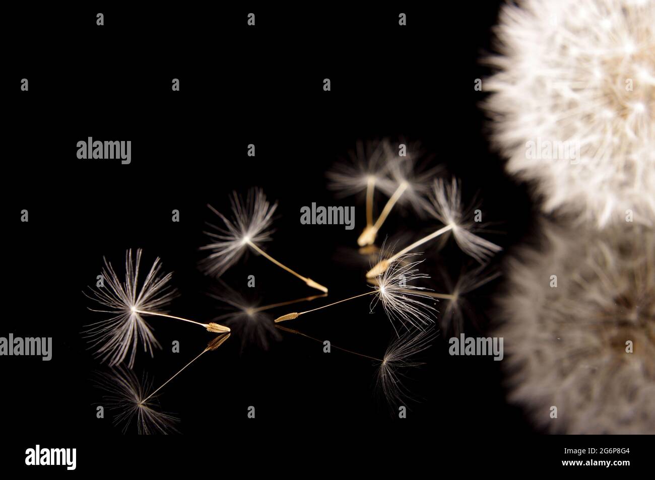 Dandelion flower pappus with dandelion seed macro close up isolated on ...