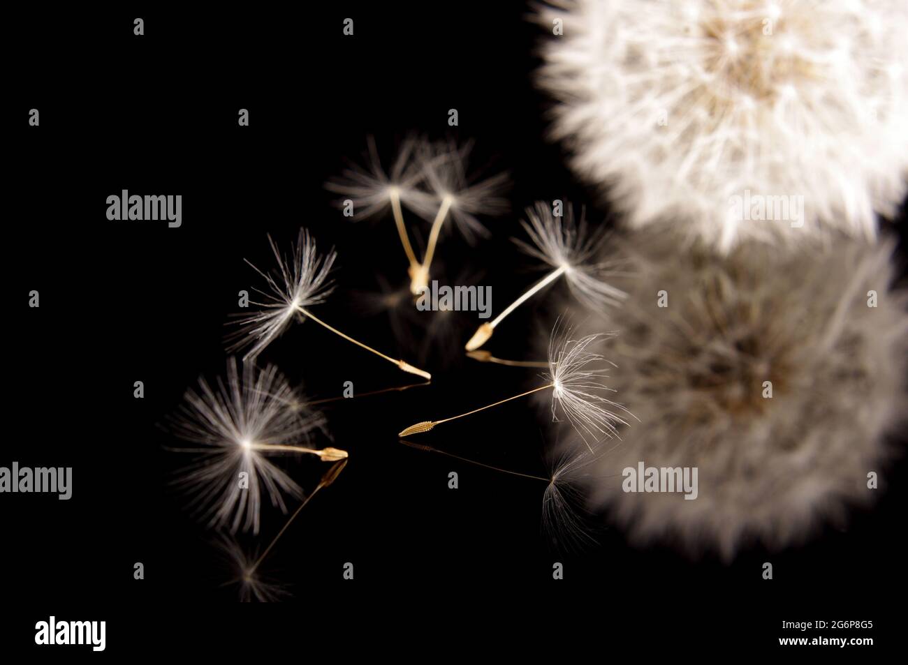 Dandelion flower pappus with dandelion seed macro close up isolated on ...