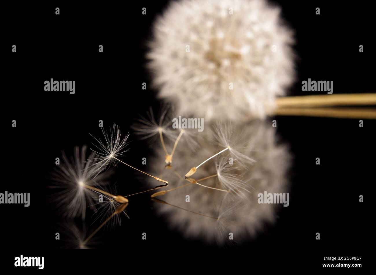 Dandelion flower pappus with dandelion seed macro close up isolated on ...