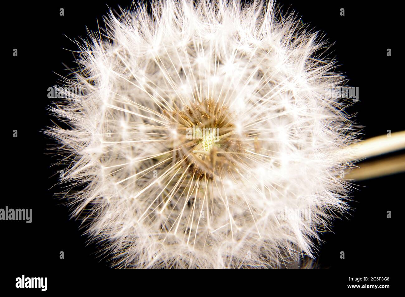 Dandelion flower pappus with dandelion seed macro close up isolated on ...