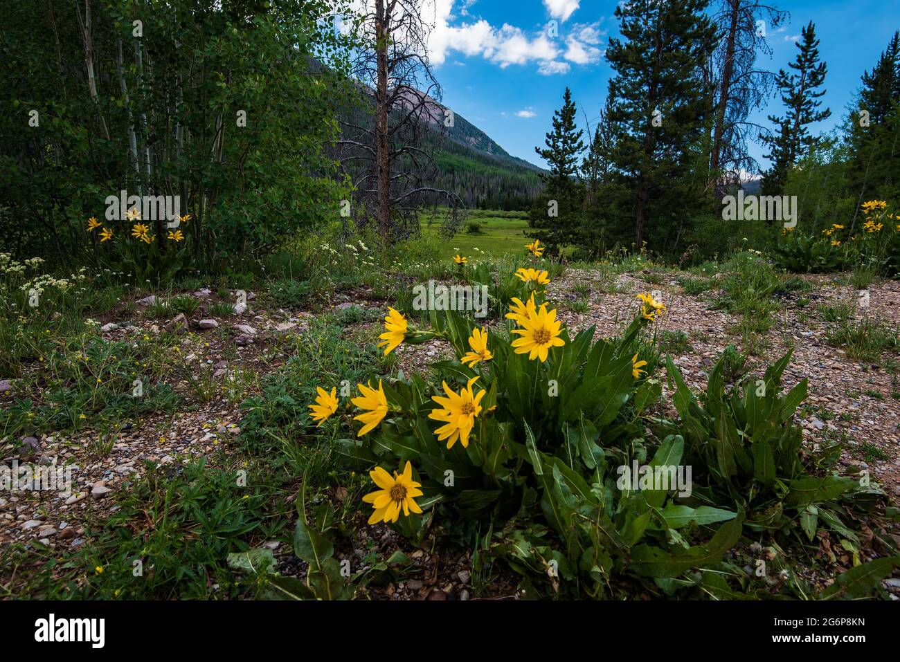 Yellow Mules Ear Wildflowers in a forest. these beautiful flowers grow ...