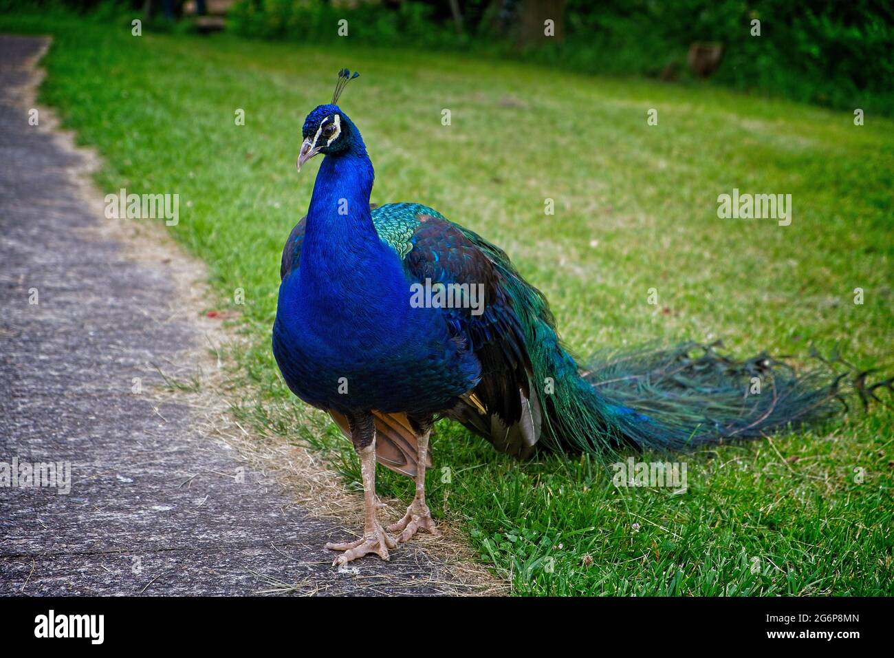 Fat imperial hi-res stock photography and images - Alamy