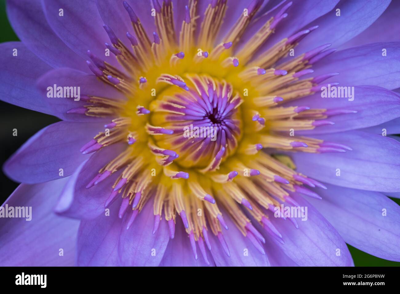Pink lotus flower simple hi-res stock photography and images - Alamy
