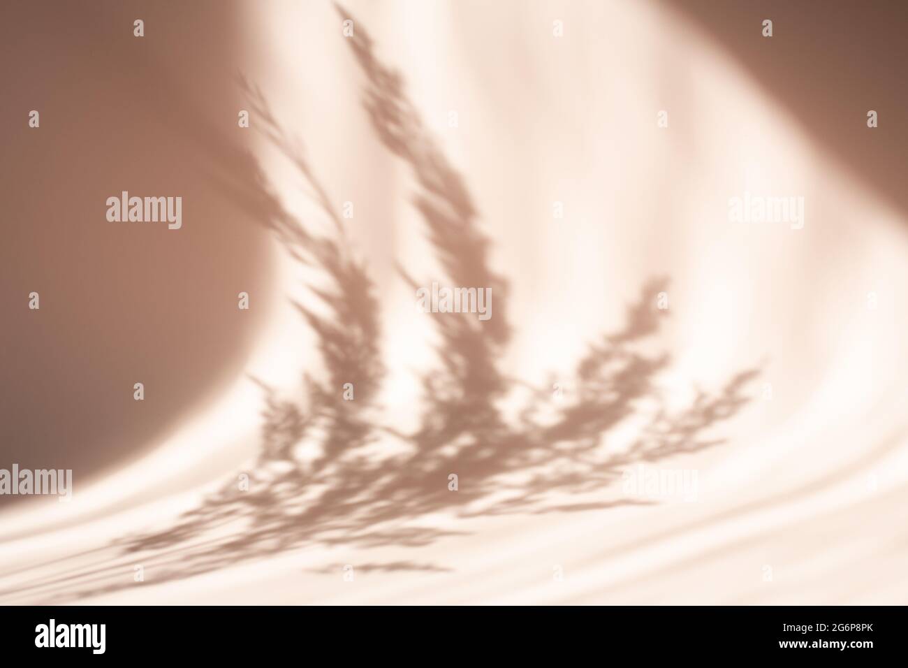 Pampas grass natural shadows on a beige wall or table. Floral ...