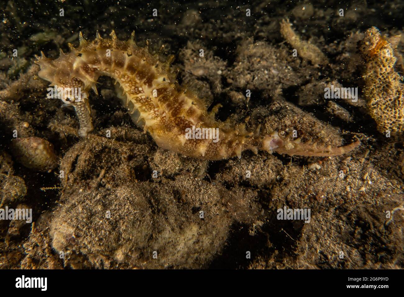 Hippocampus Sea horse in the Red Sea Colorful and beautiful, Eilat ...