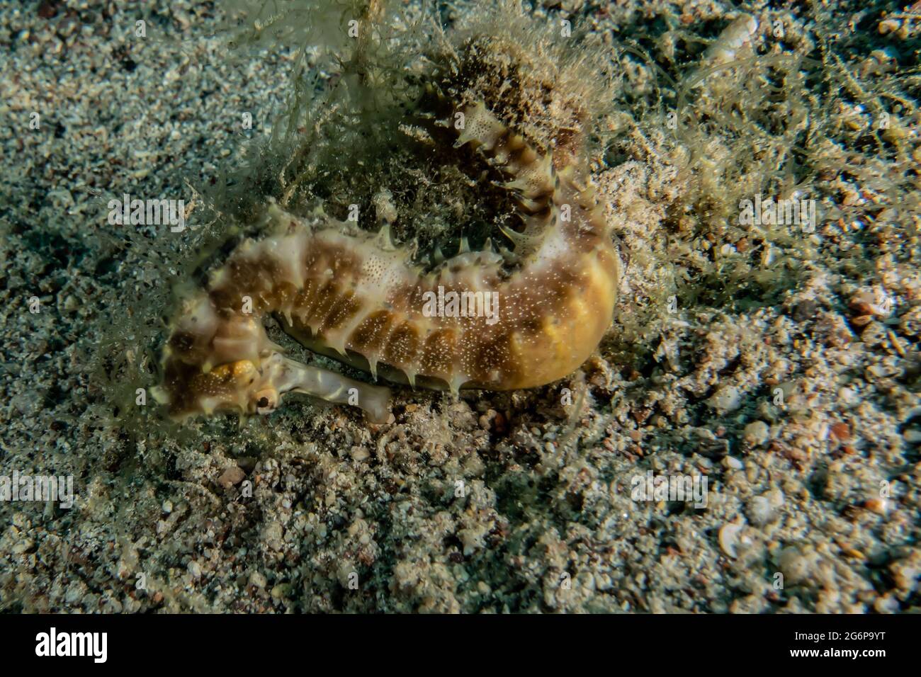 Hippocampus Sea horse in the Red Sea Colorful and beautiful, Eilat ...