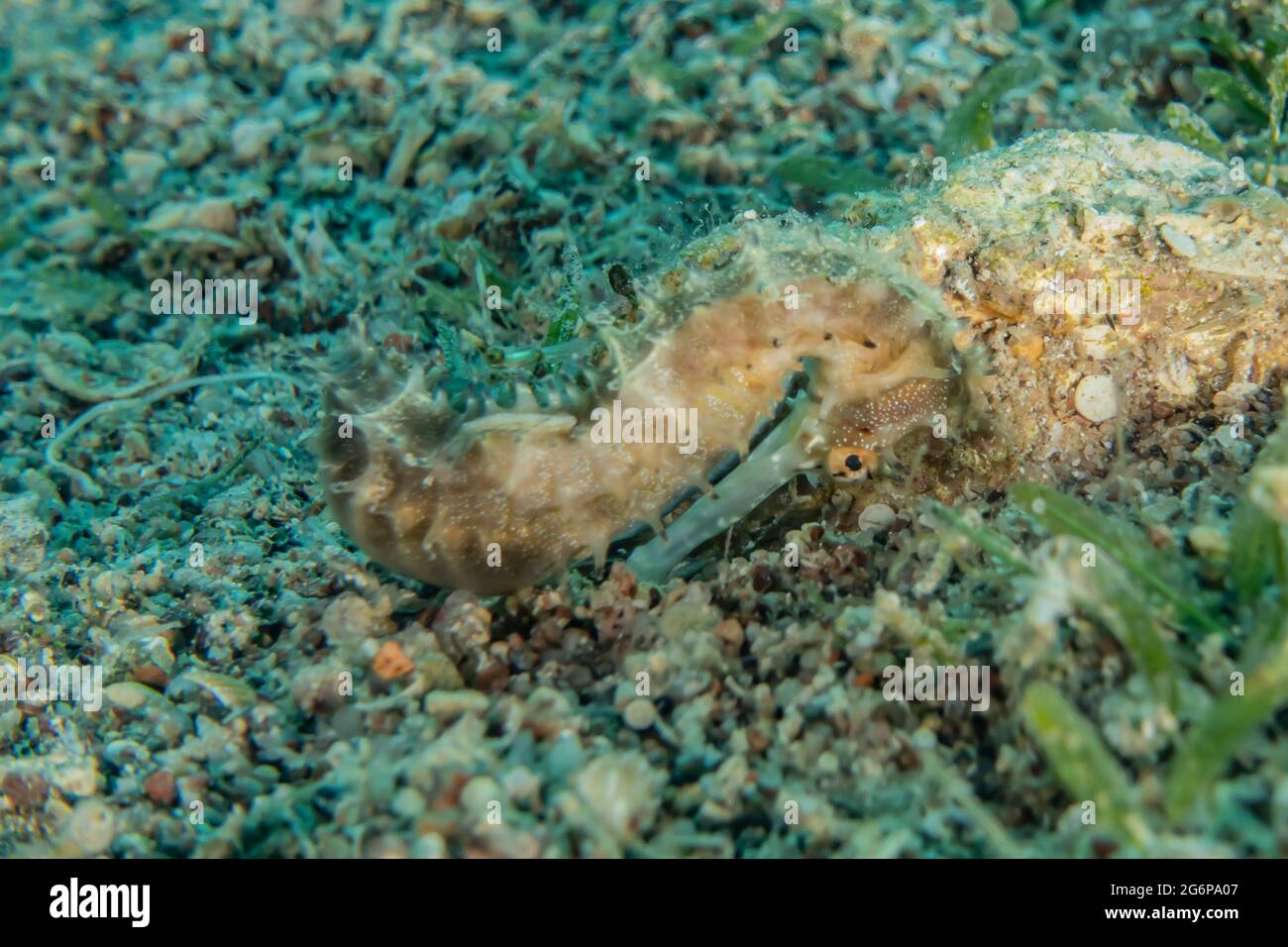 Hippocampus Sea horse in the Red Sea Colorful and beautiful, Eilat ...