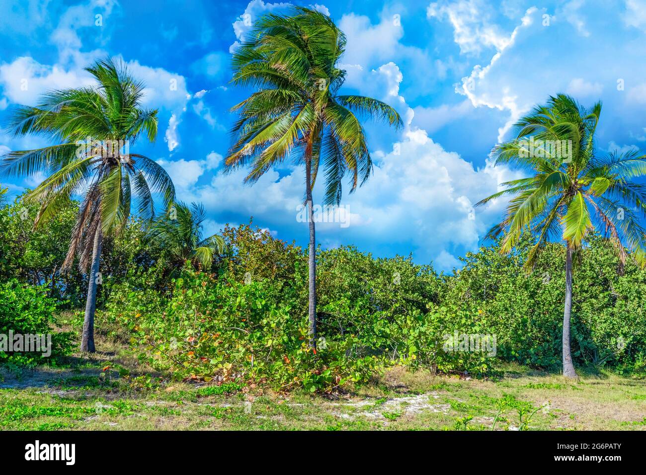 Coconut trees in tropical weather Stock Photo - Alamy