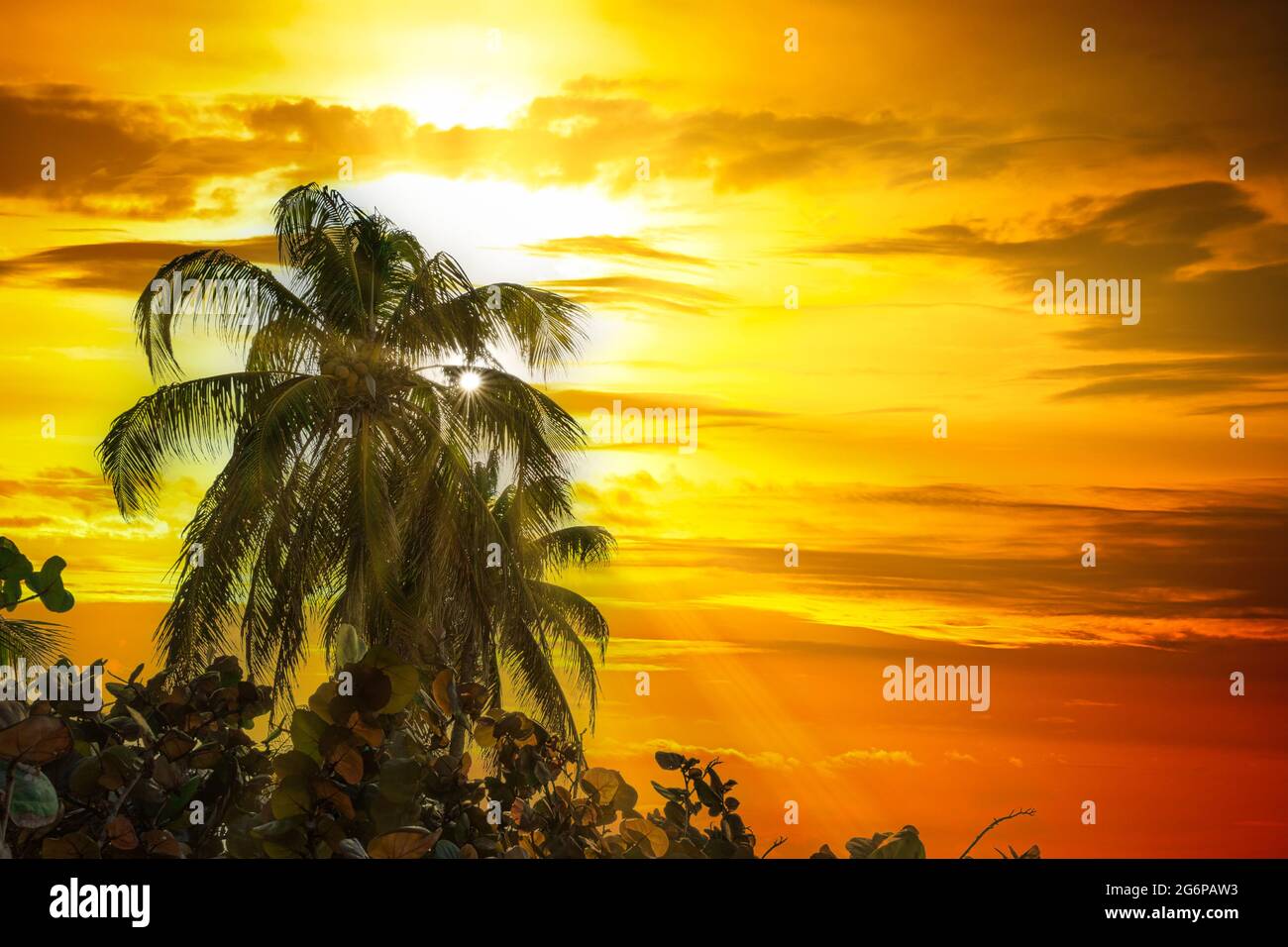 Coconut tree in dramatic sunset Stock Photo - Alamy