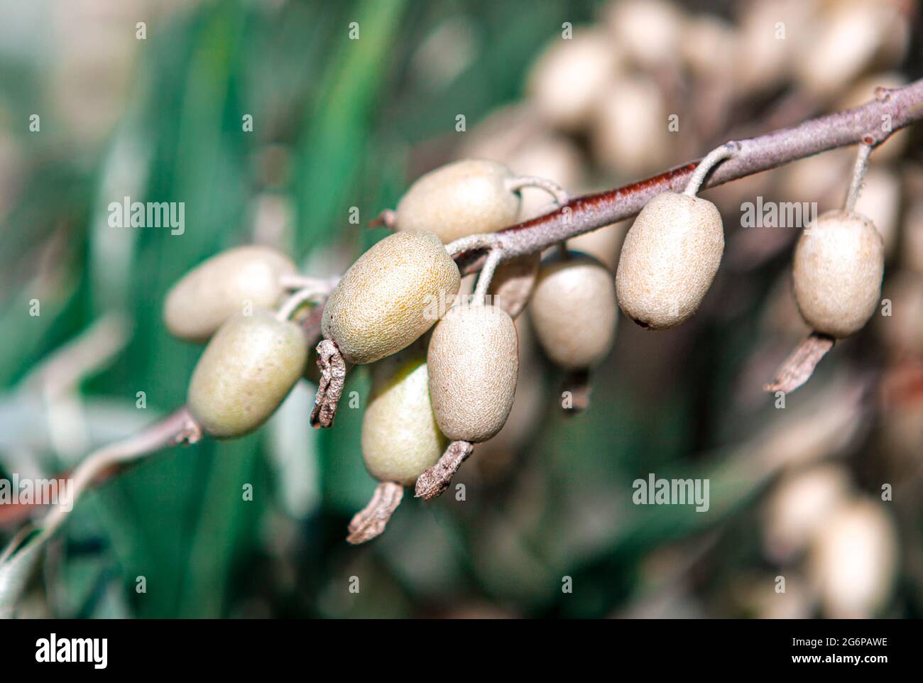Russian Olive Berries . Elaeagnus Angustifolia Tree . Macro image of ...