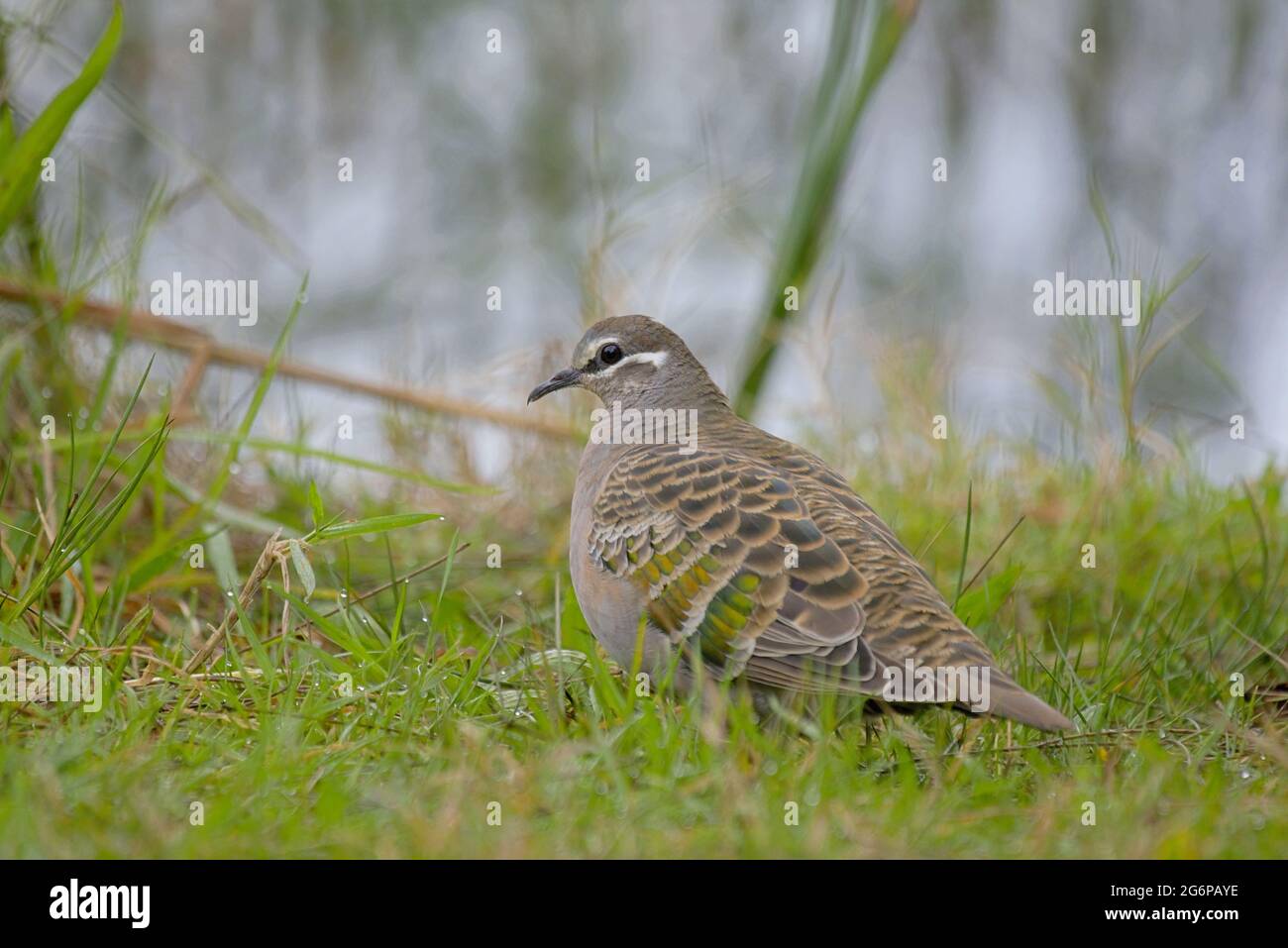 Australian native pigeon hi-res stock photography and images - Alamy