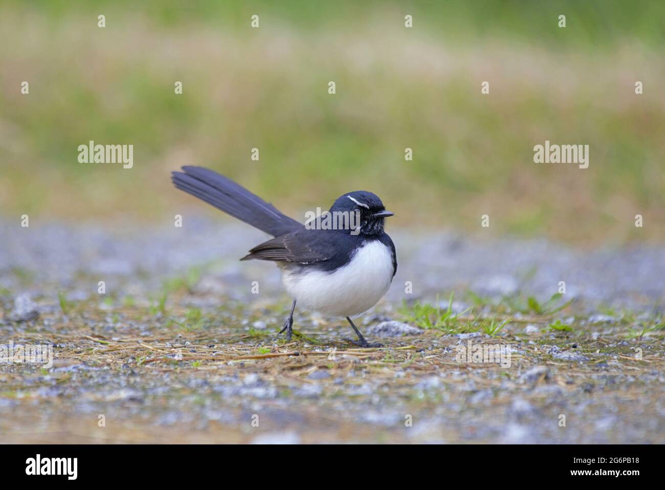 Australian willie wagtail hi-res stock photography and images - Alamy