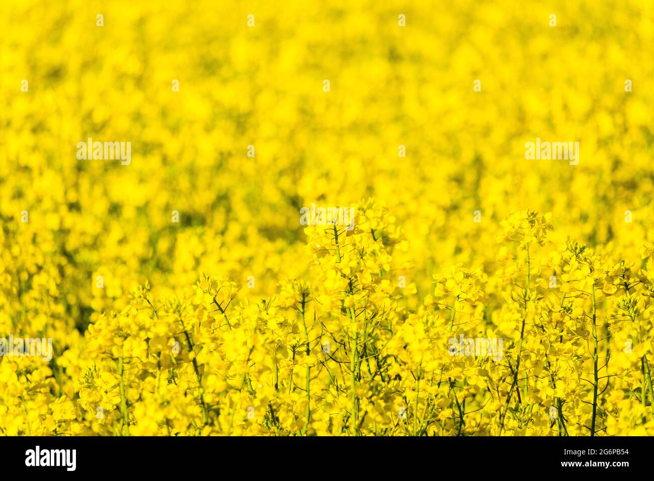 Selective focus shot of vibrant yellow flowers illuminated by bright ...