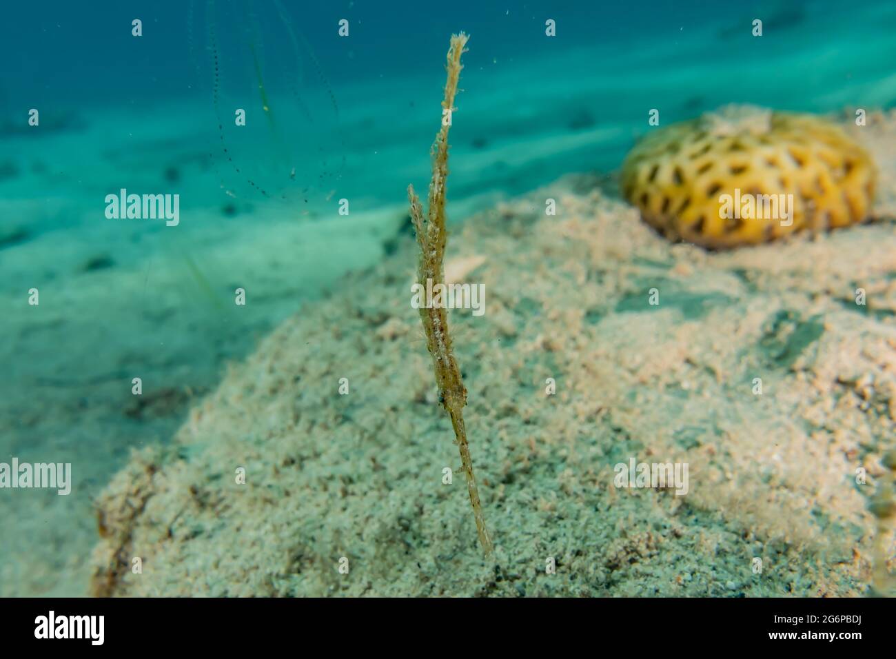 Ghost fish swimming in the Red Sea, colorful fish, Eilat Israel Stock ...