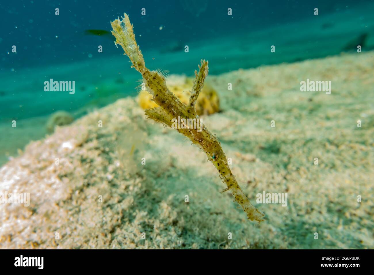 Ghost fish swimming in the Red Sea, colorful fish, Eilat Israel Stock ...