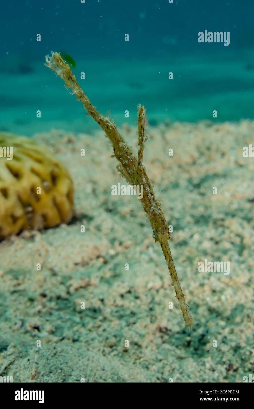 Ghost fish swimming in the Red Sea, colorful fish, Eilat Israel Stock ...