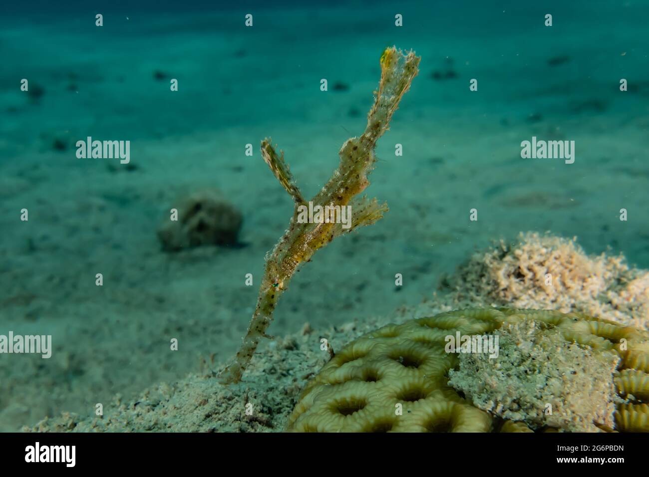 Ghost fish swimming in the Red Sea, colorful fish, Eilat Israel Stock ...