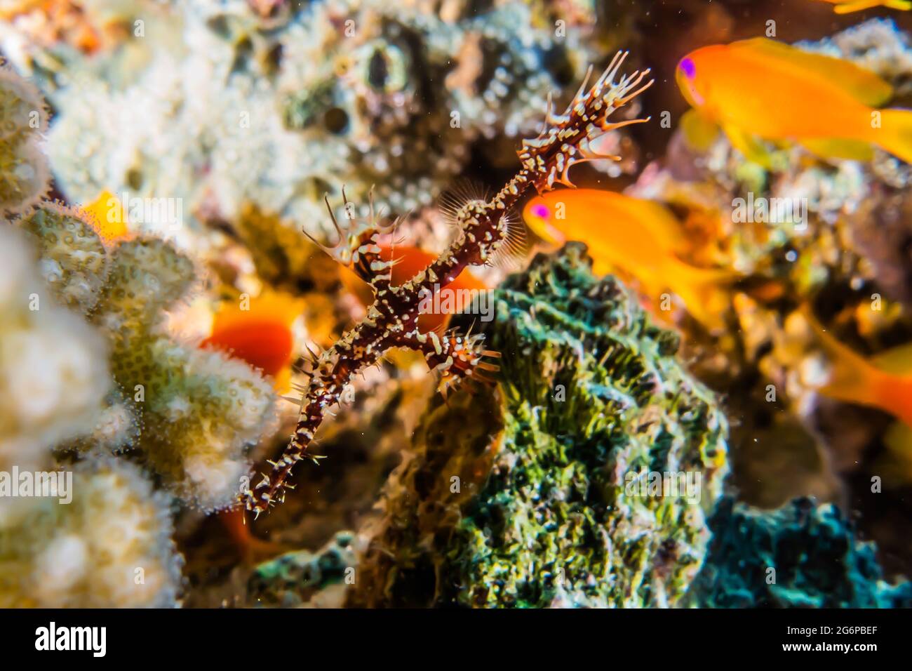 Ghost fish swimming in the Red Sea, colorful fish, Eilat Israel Stock ...