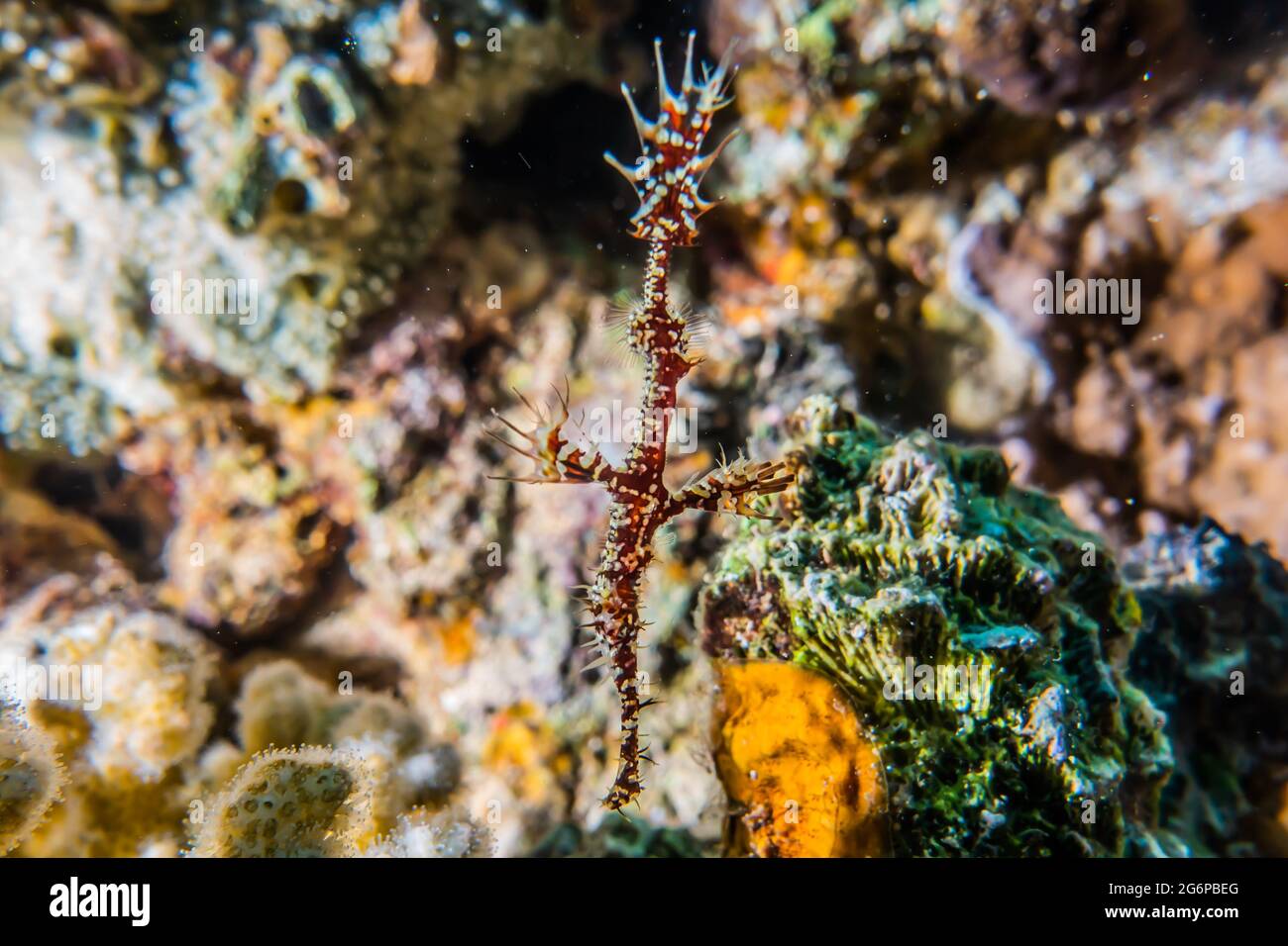 Ghost fish swimming in the Red Sea, colorful fish, Eilat Israel Stock ...