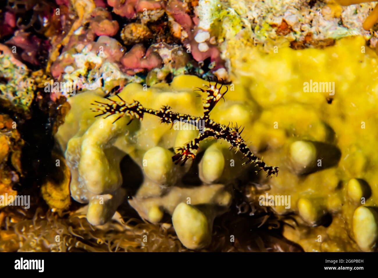 Ghost fish swimming in the Red Sea, colorful fish, Eilat Israel Stock ...
