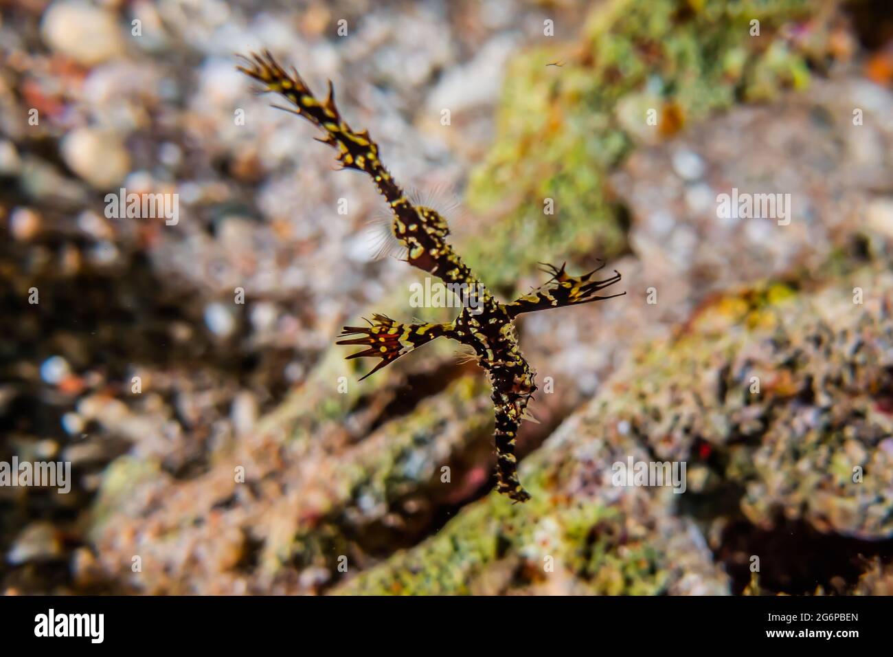 Ghost fish swimming in the Red Sea, colorful fish, Eilat Israel Stock ...