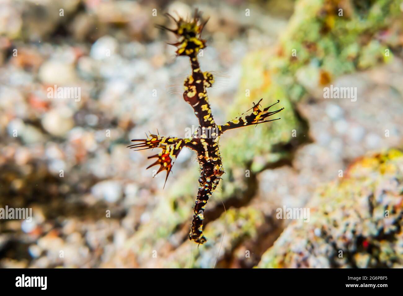 Ghost fish swimming in the Red Sea, colorful fish, Eilat Israel Stock ...